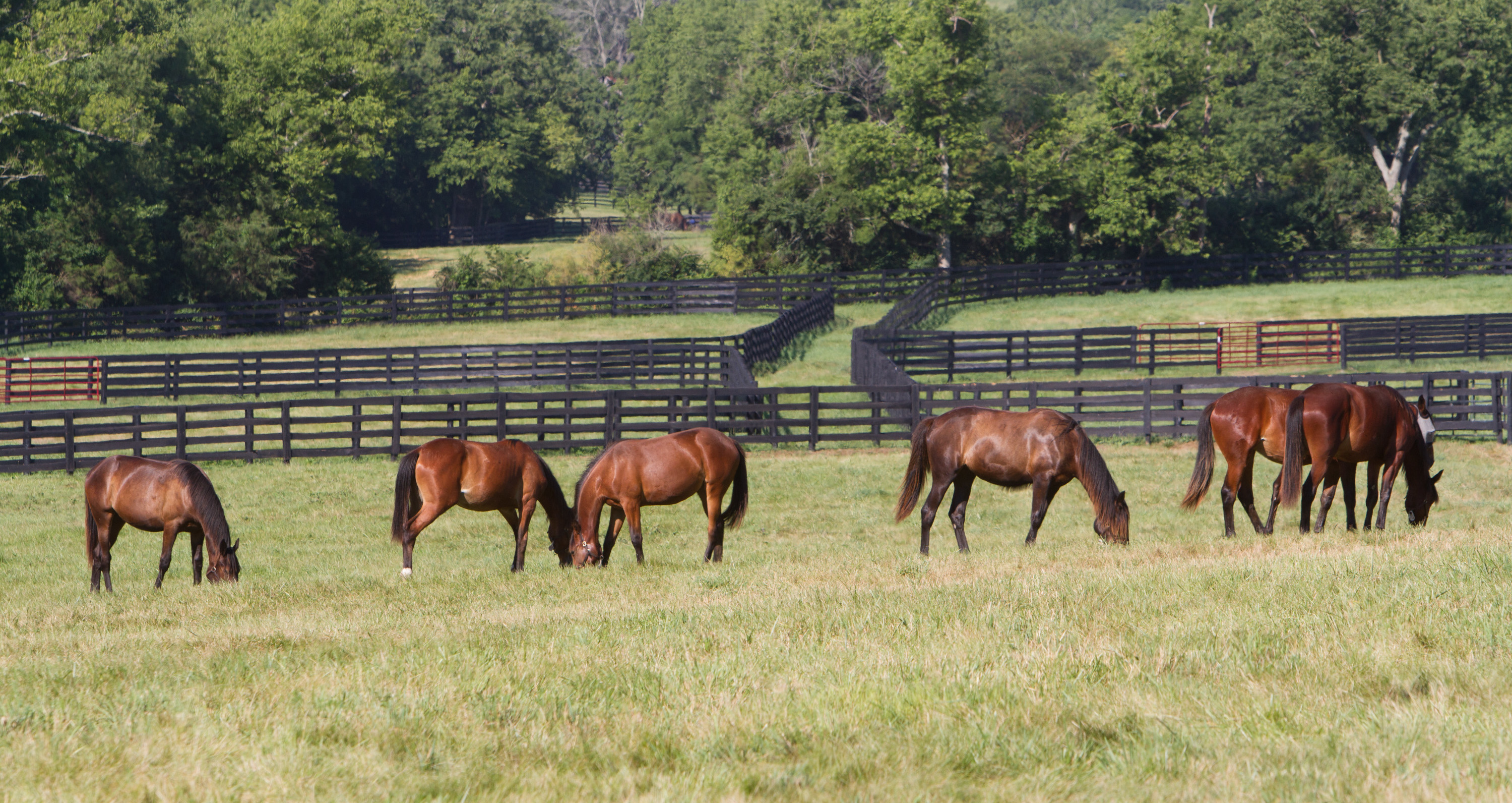 Broodmares